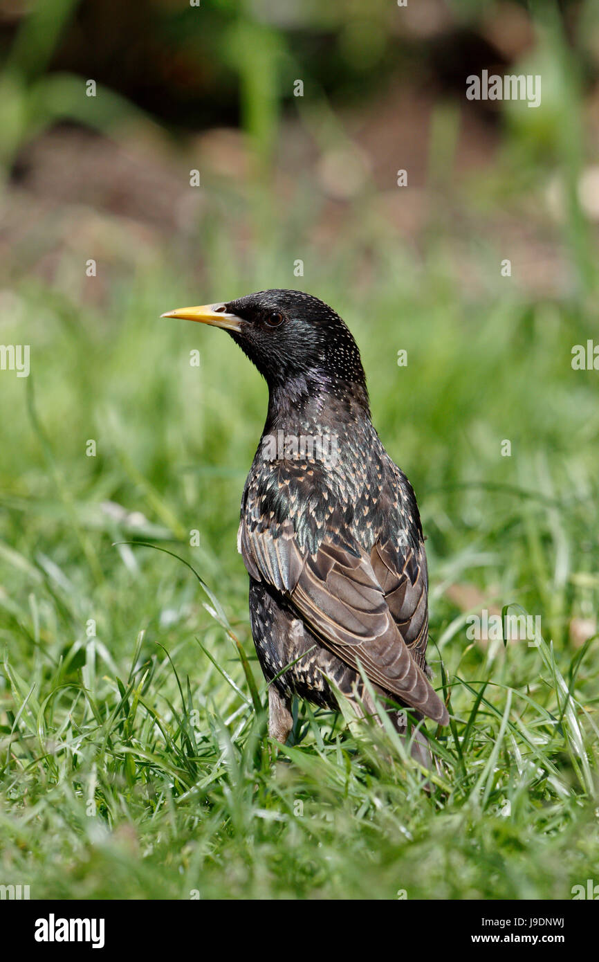Common starling sturnus vulgaris female hi-res stock photography and ...