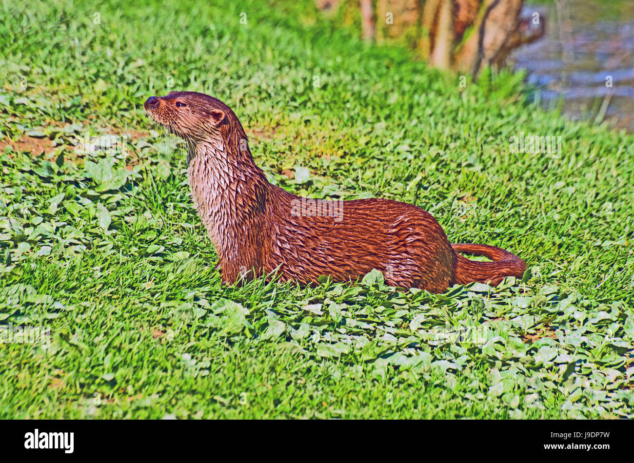 British Otter, Lutra Lutta Captive Stock Photo - Alamy
