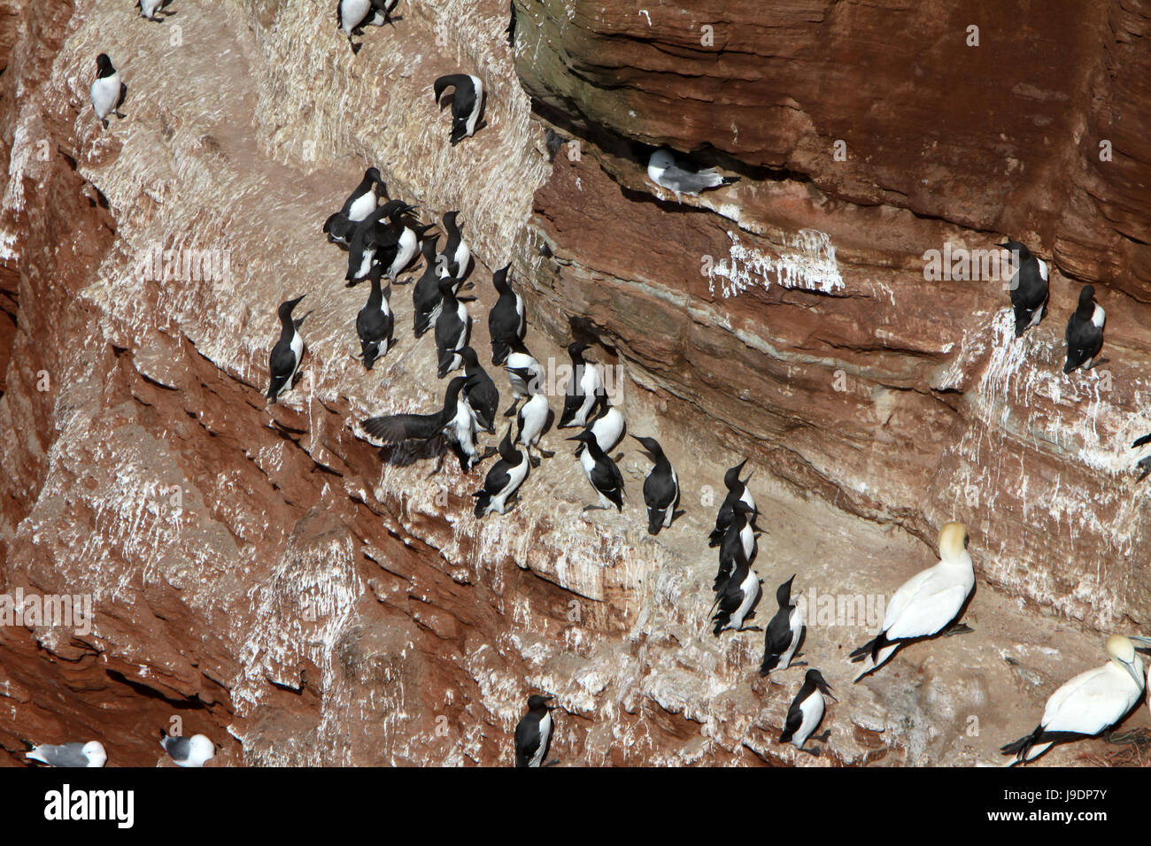 bird, birds, rock, hick, isle, island, bird, water, north sea, salt ...