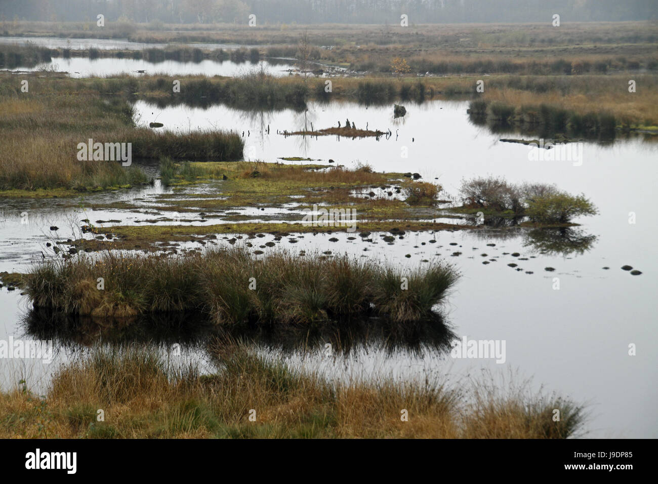 wet, fen, fresh water, lake, inland water, water, nature-sanctuary, wet ...