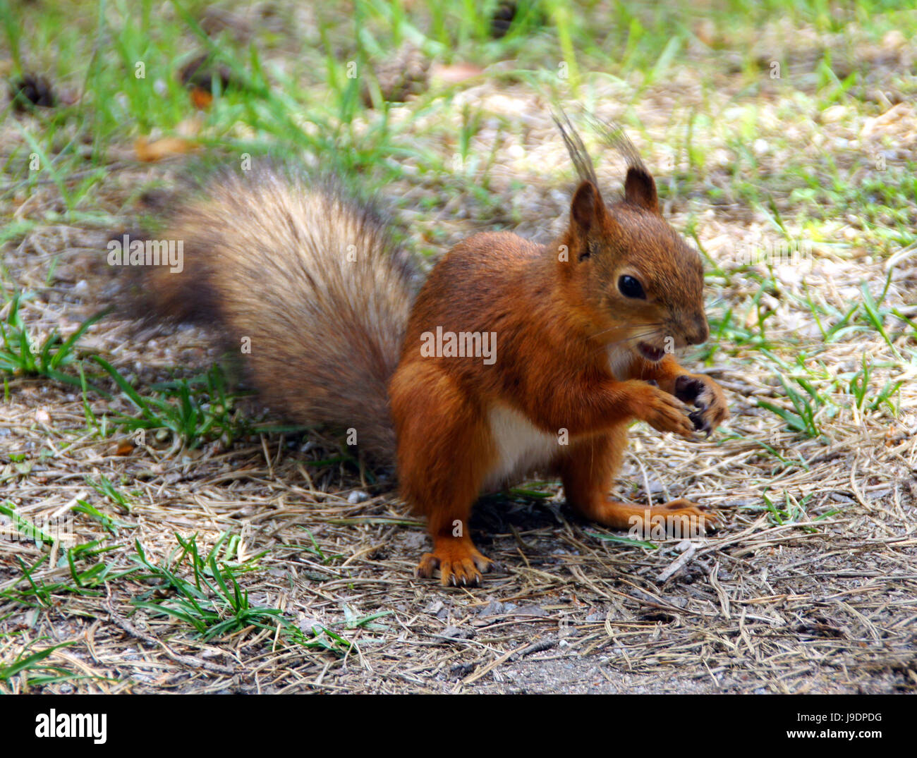 nice, small, tiny, little, short, wildlife, claws, squirrel, fluffy ...