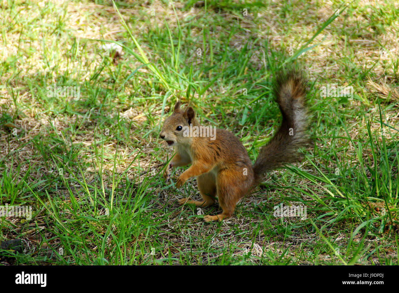 nice, small, tiny, little, short, wildlife, claws, squirrel, fluffy ...