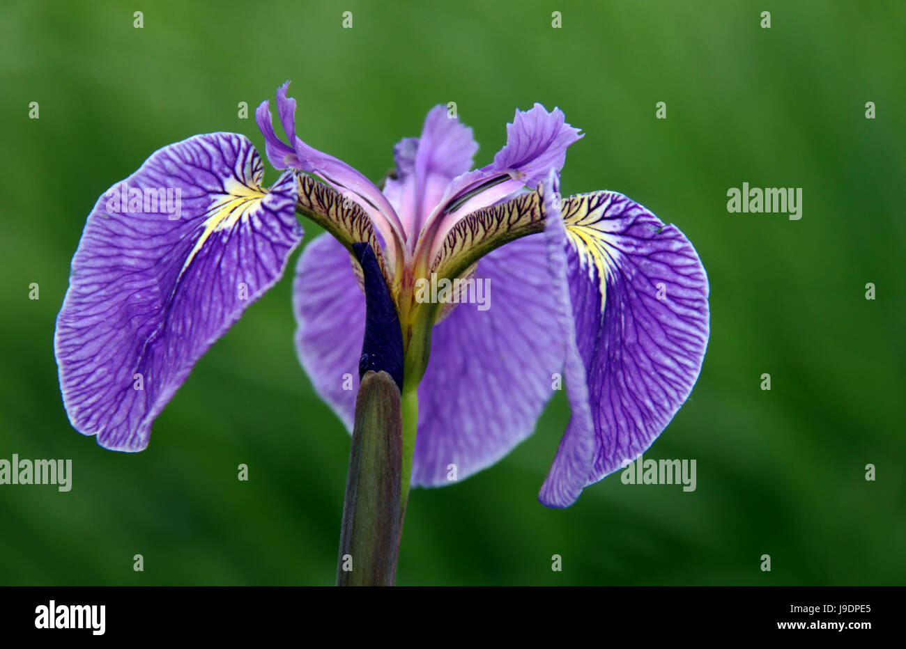 blue, iris, blue, flower, plant, green, bloom, blossom, flourish ...
