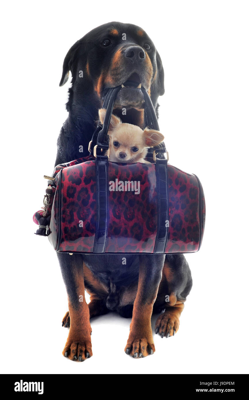 dog, puppy, rottweiler, carry, wear, bag, friendship, animal, pet ...