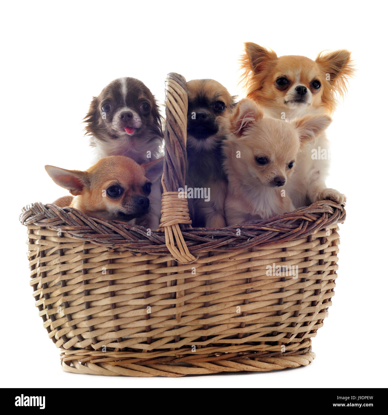 five, dog, dogs, puppy, group, beautiful, beauteously, nice, animal ...