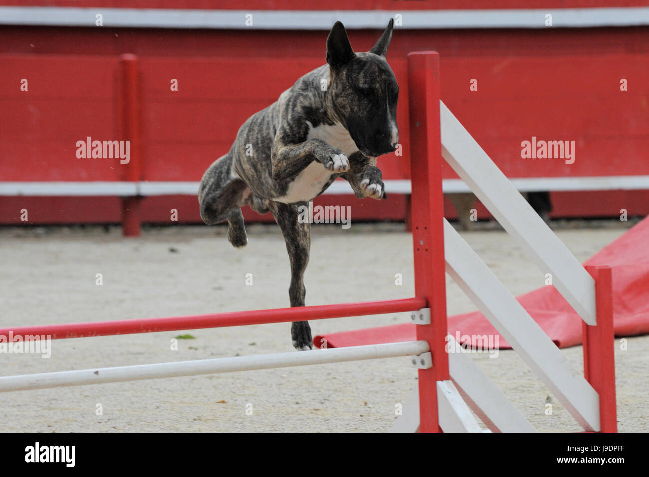 dog, spring, bouncing, bounces, hop, skipping, frisks, jumping, jump ...