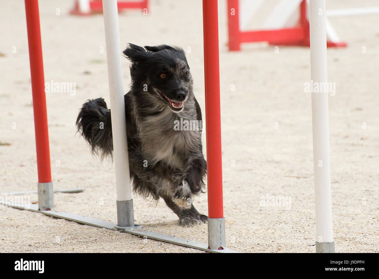 dog, spring, bouncing, bounces, hop, skipping, frisks, jumping, jump ...
