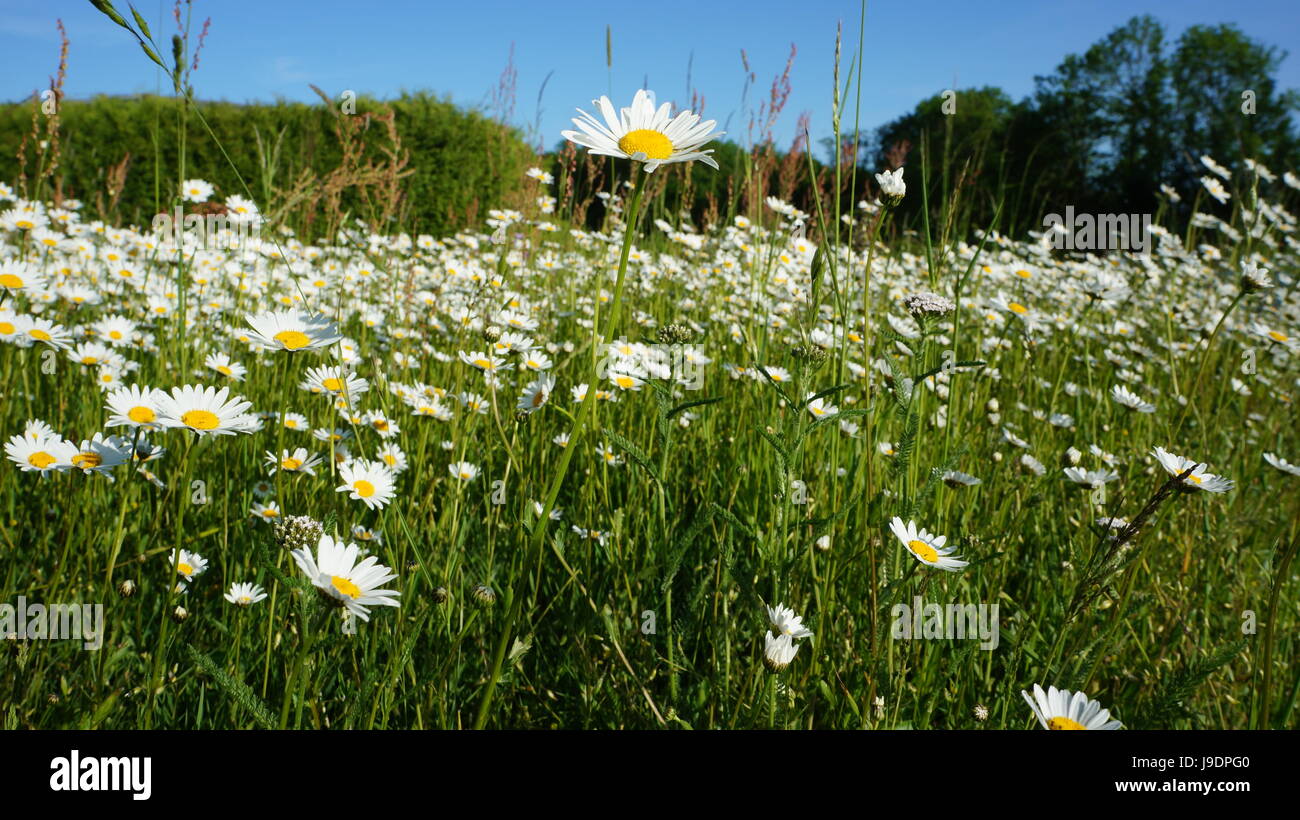 garden, flower, plant, marguerite, flower meadow, gardens, tree, garden ...