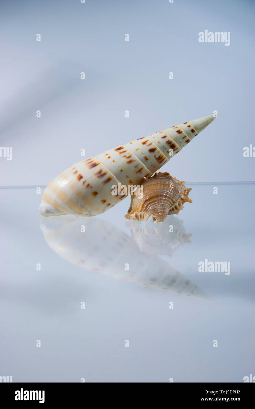 Seashell salt shell crab hi-res stock photography and images - Alamy