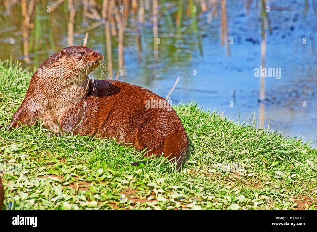 British Otter, Lutra Lutta, Captive Stock Photo - Alamy
