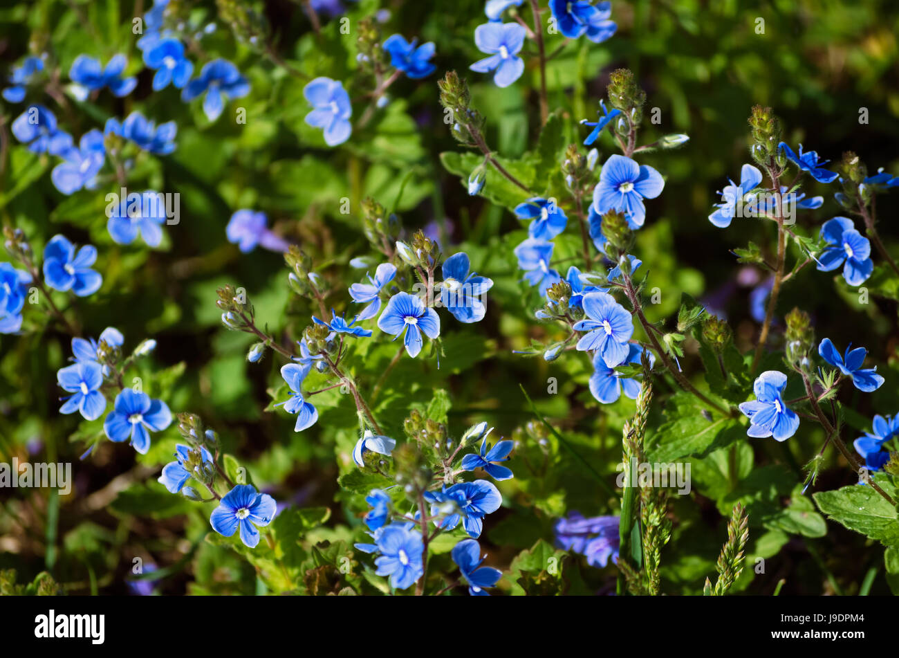 flower, plant, nature, blue, environment, enviroment, flower, plant ...