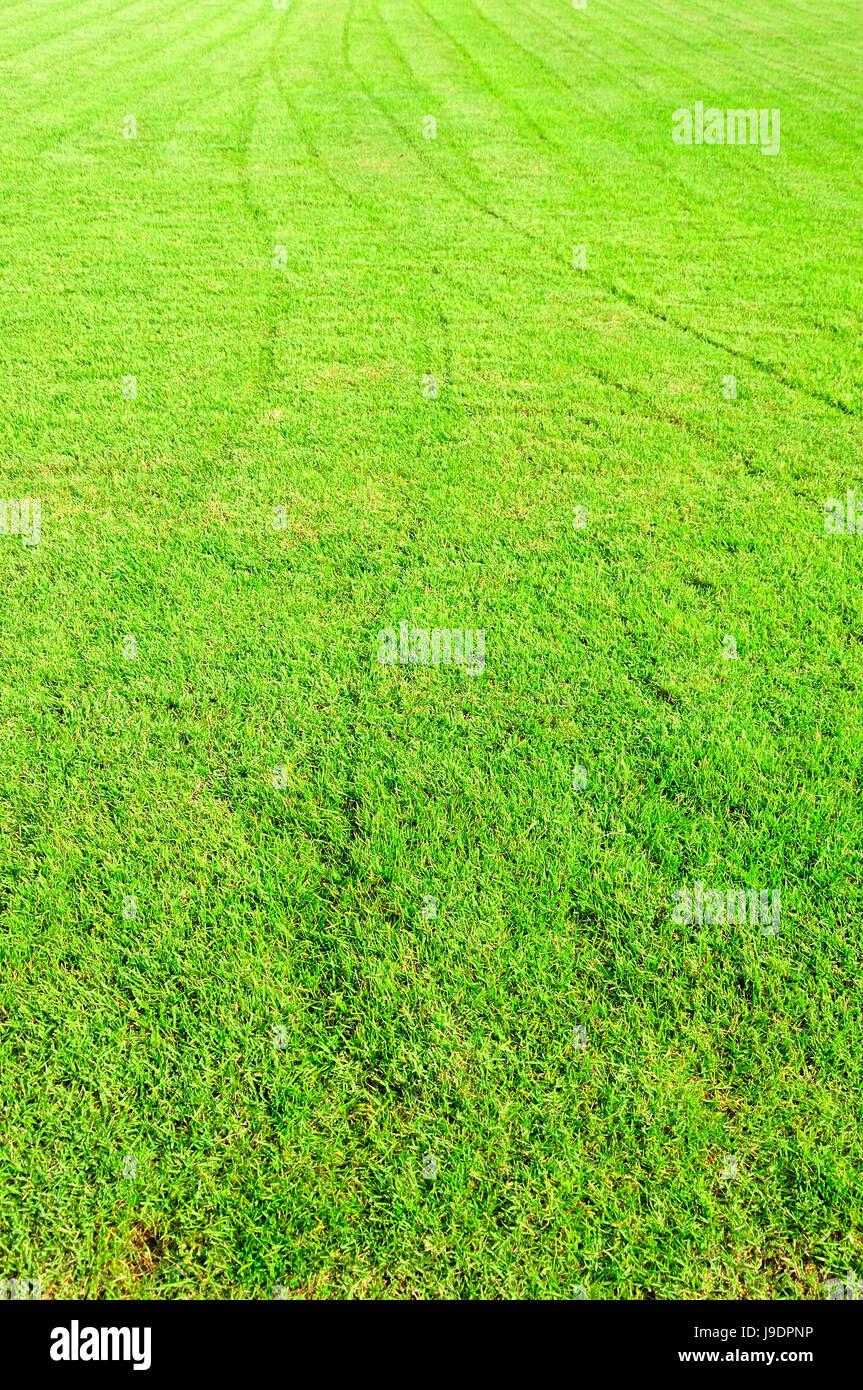 colour, closeup, new, field, flora, depth, depths, spring, bouncing ...