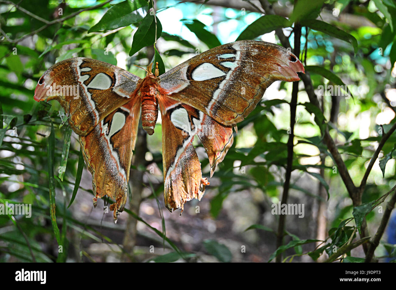 animal, insect, asia, butterfly, biology, philippines, zoology, nature ...