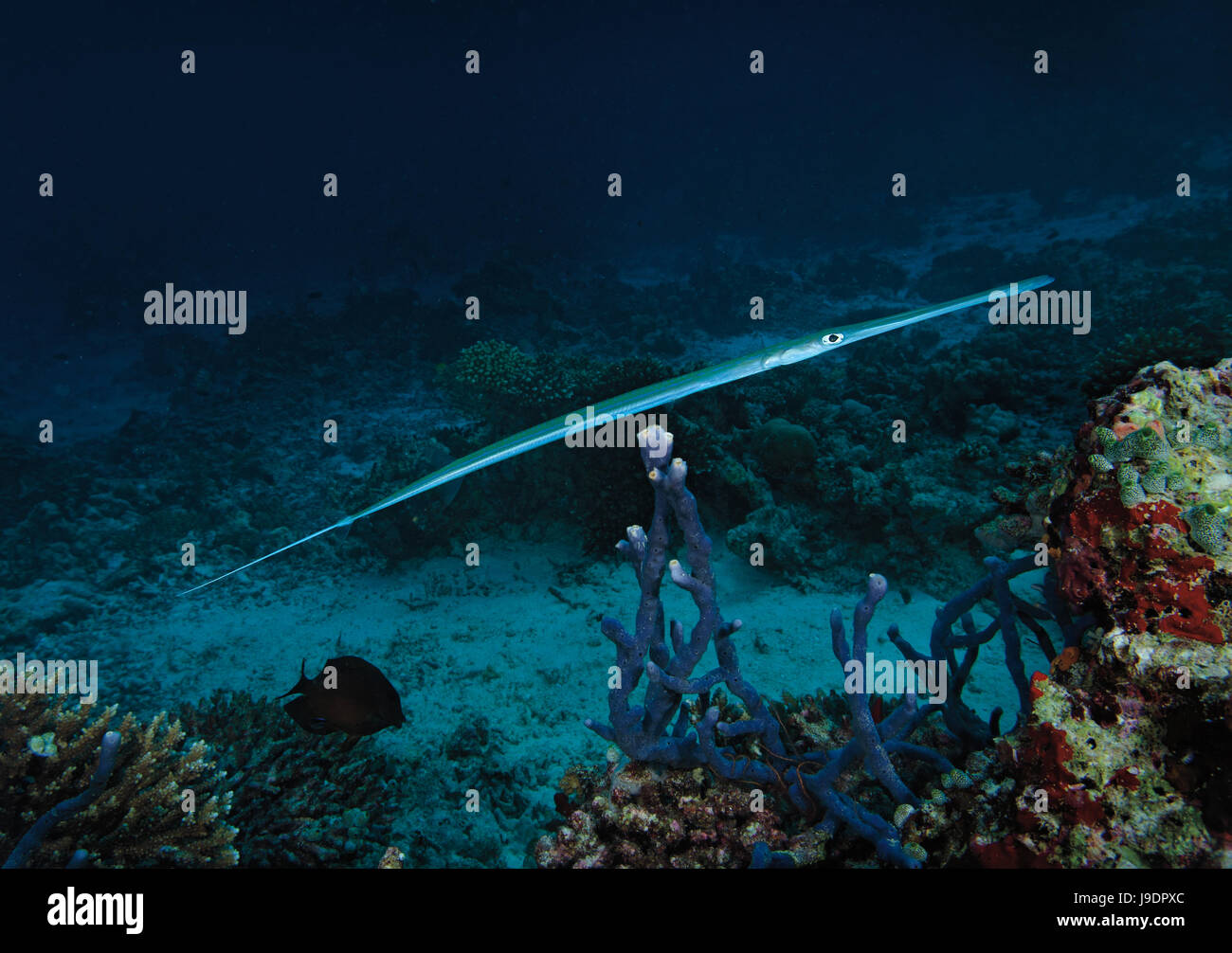 Smooth flutemouthes hi-res stock photography and images - Alamy