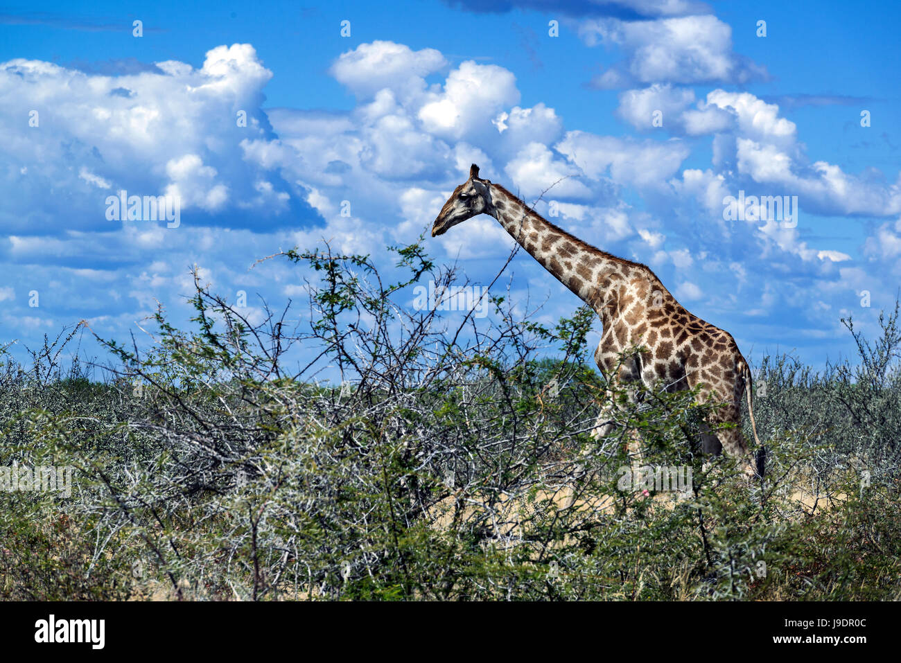 Namibia, Etosha NP, Giraffa sudafricana (Giraffa giraffa giraffa ...