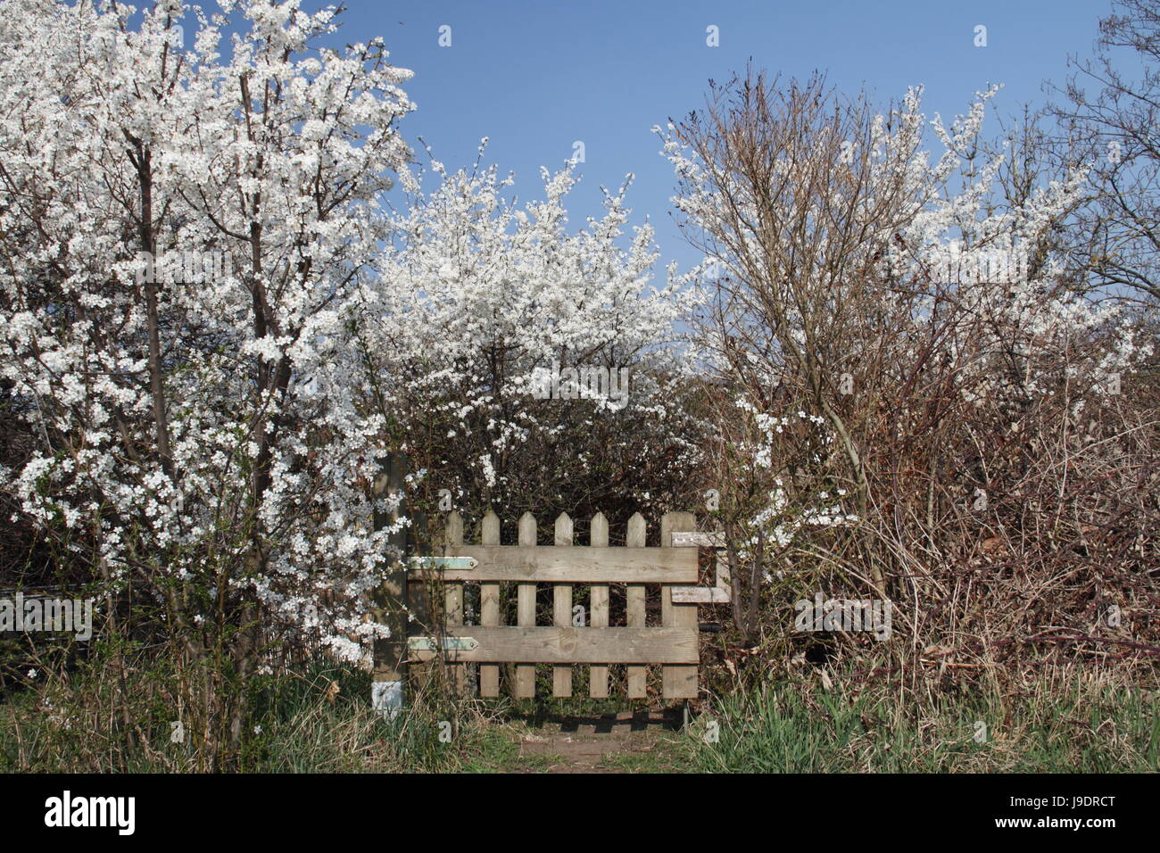 bucolic, garden, spring, idyll, gardens, season, tree, garden, flower ...