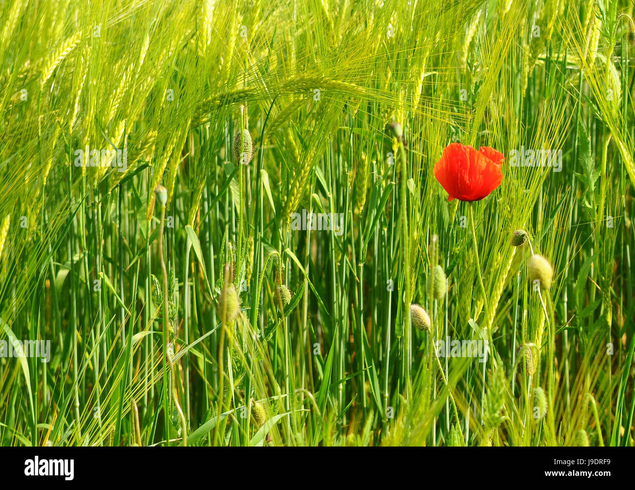 rye field with poppy flower Stock Photo - Alamy