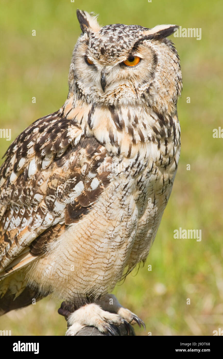 bird, hunter, owl, white, big, large, enormous, extreme, powerful ...