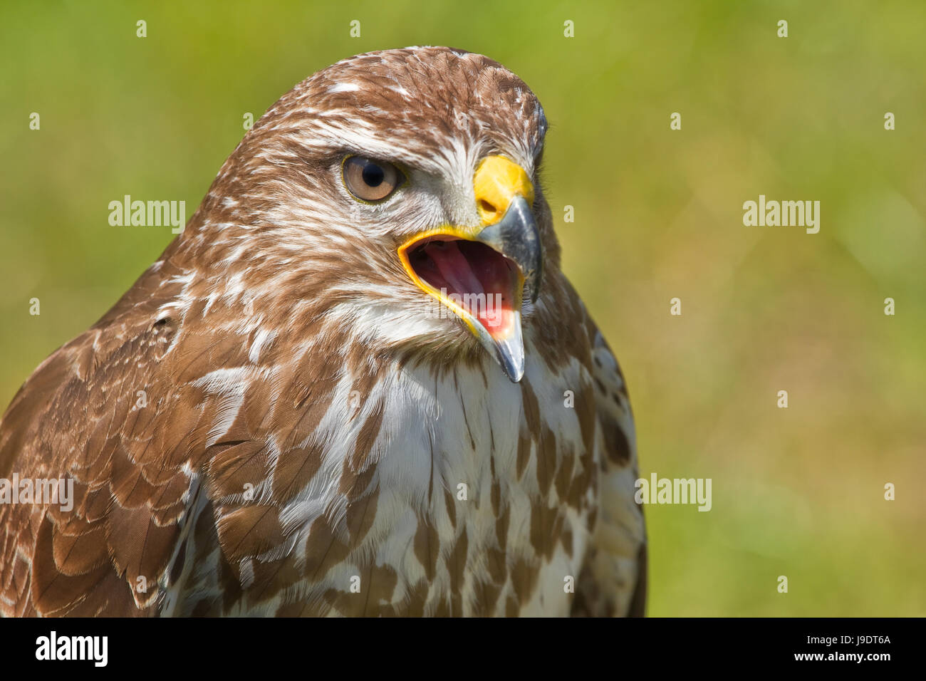 bird, buzzard, hawk, colour, animal, bird, brown, brownish, brunette ...