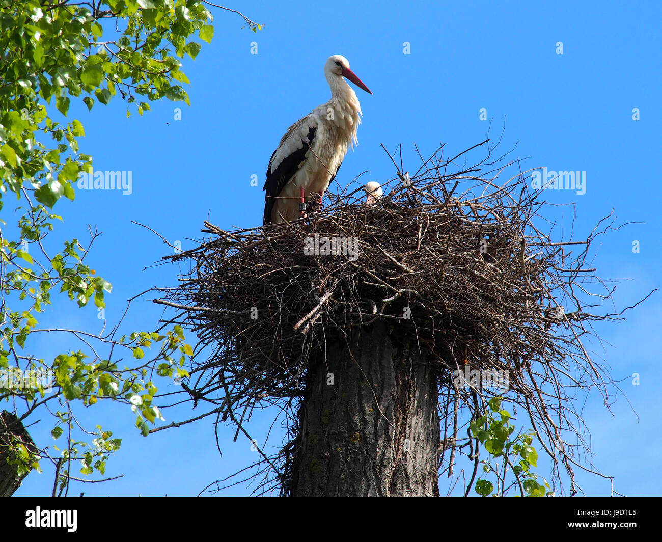 beak, stork, storks, beaks, wing, beak, stork, storks, migrant, birds ...