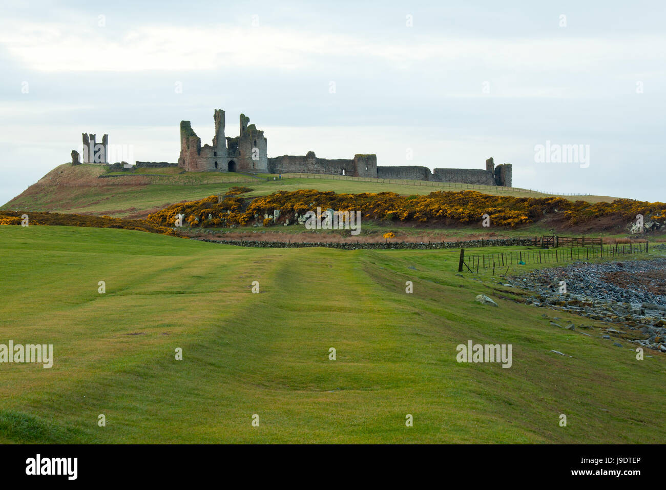 flower, plant, field, ruin, england, coast, castle, chateau, blue ...