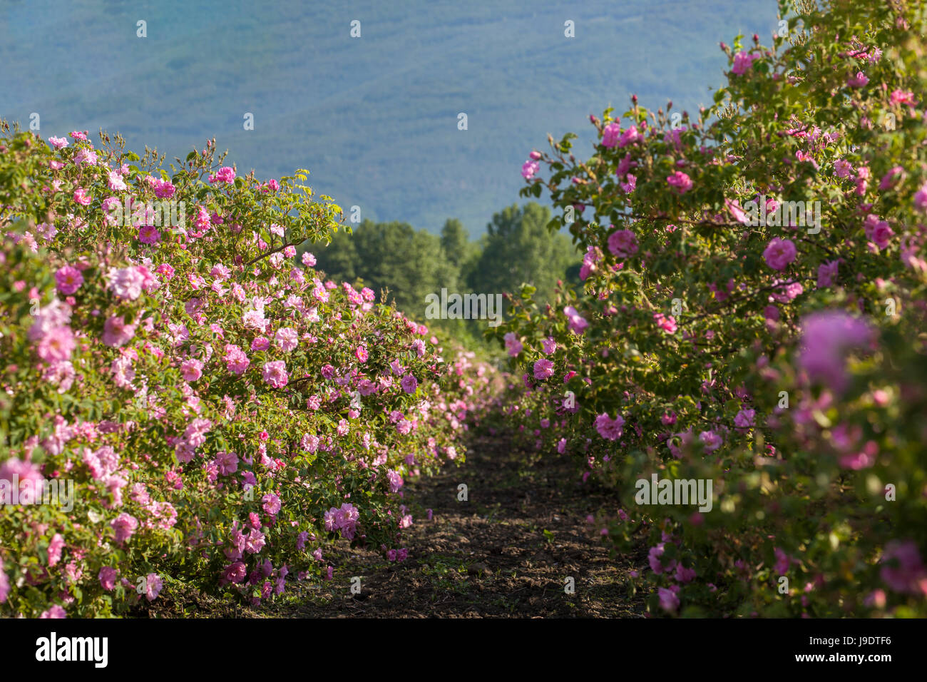 Many rows with bloomed roses in an agricultural field before harvesting ...