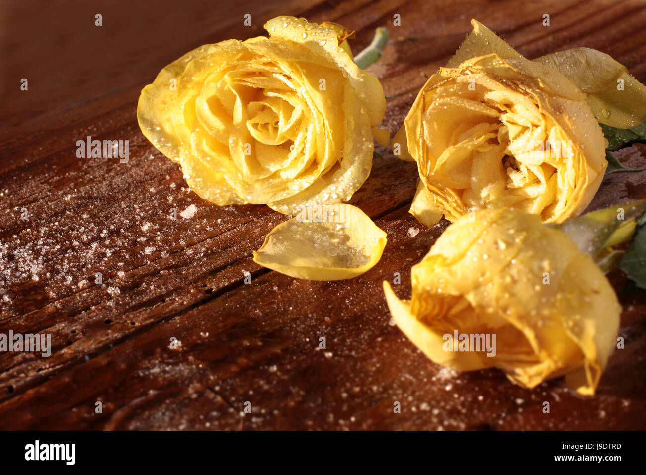 flower, rose, plant, wood, blossoms, roses, frost, wet, bleed, yellow ...