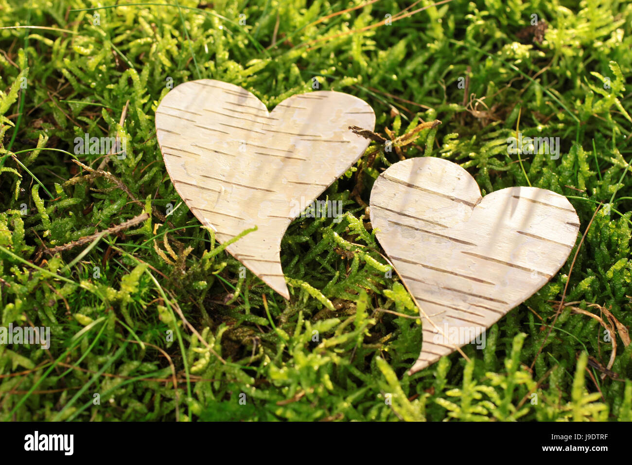 bark, moss, hearts, love, in love, fell in love, couple, pair, heart ...