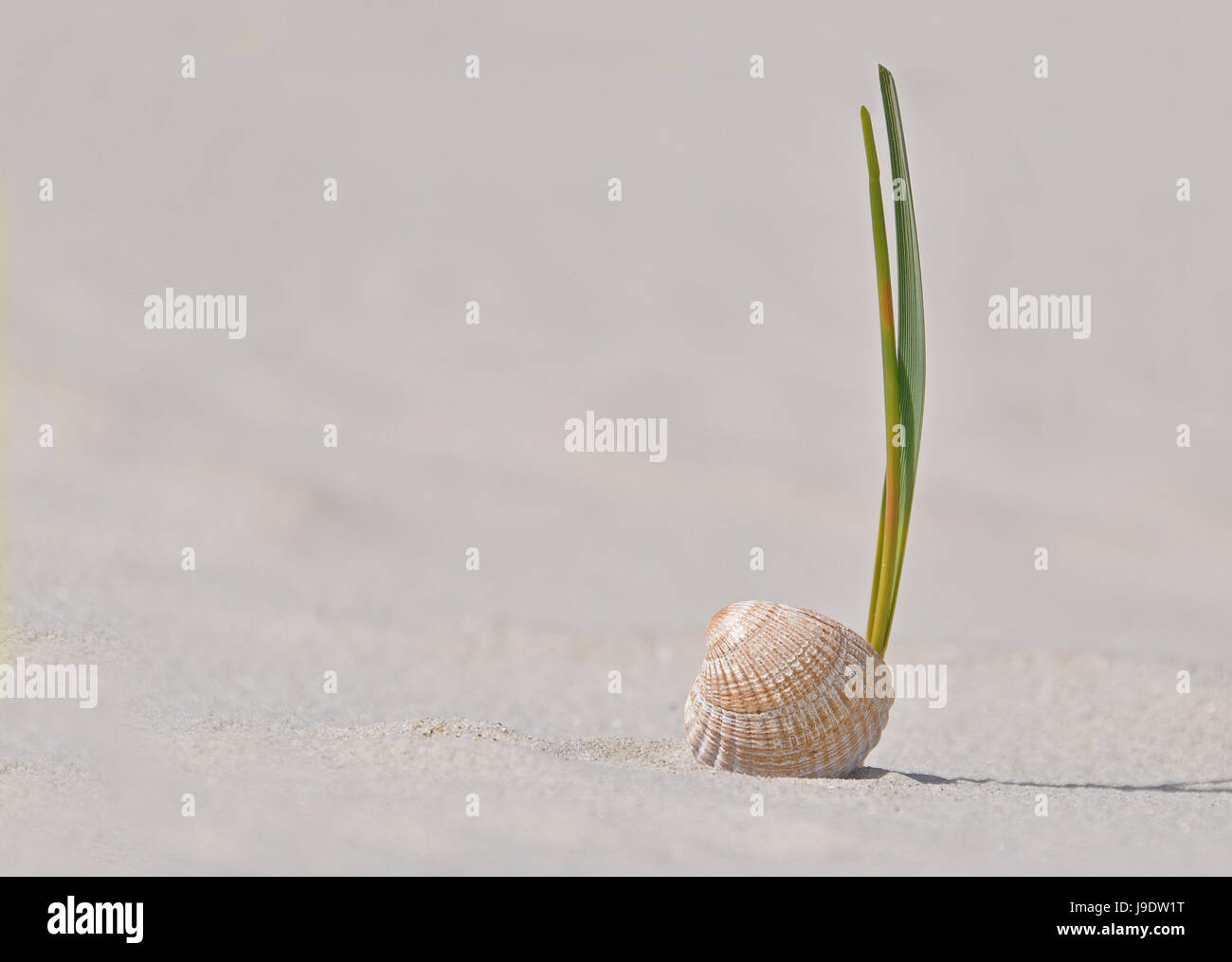 shell and dune grass Stock Photo - Alamy