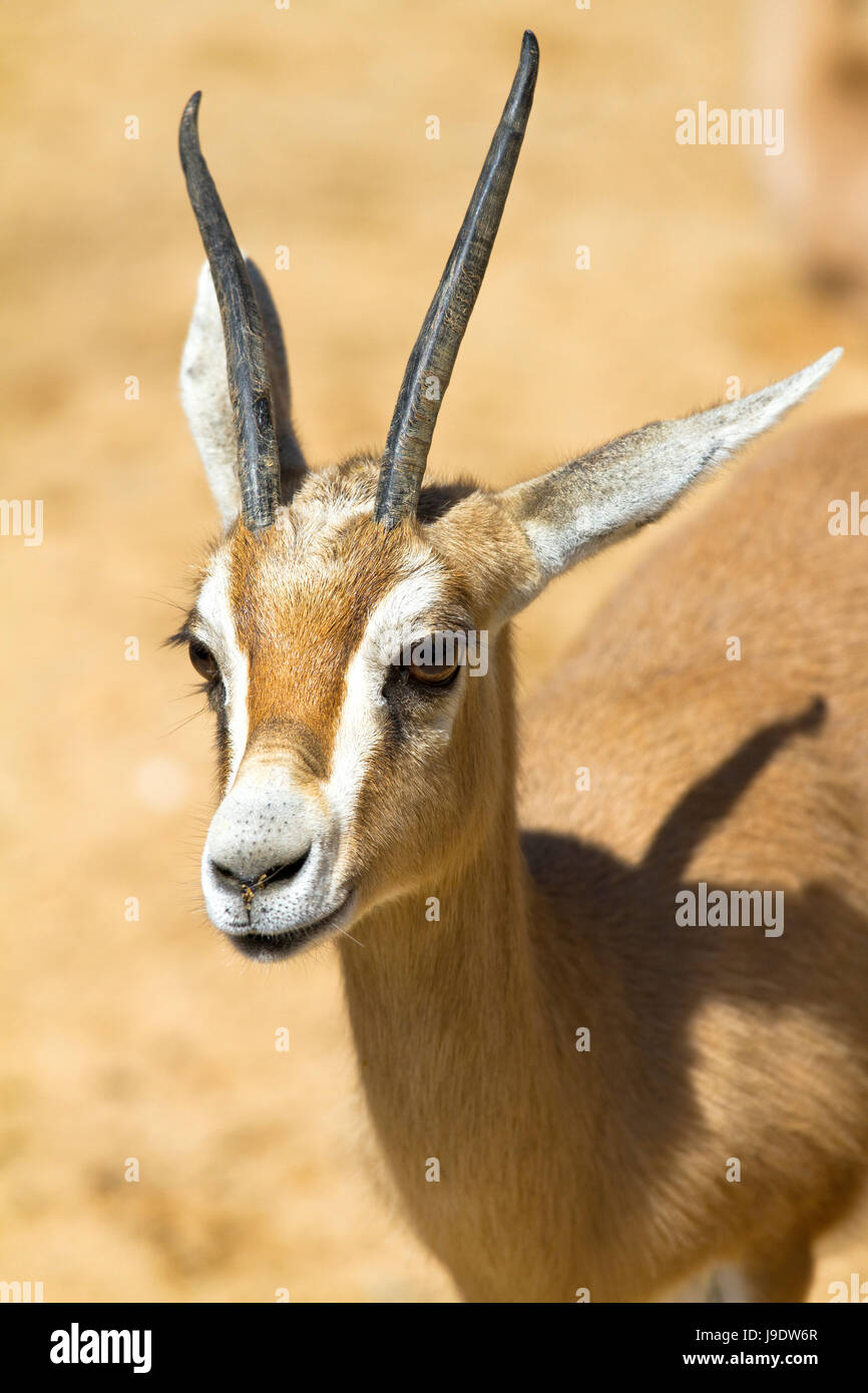beautiful, beauteously, nice, animal, zoo, outdoor, wildlife, antelope ...