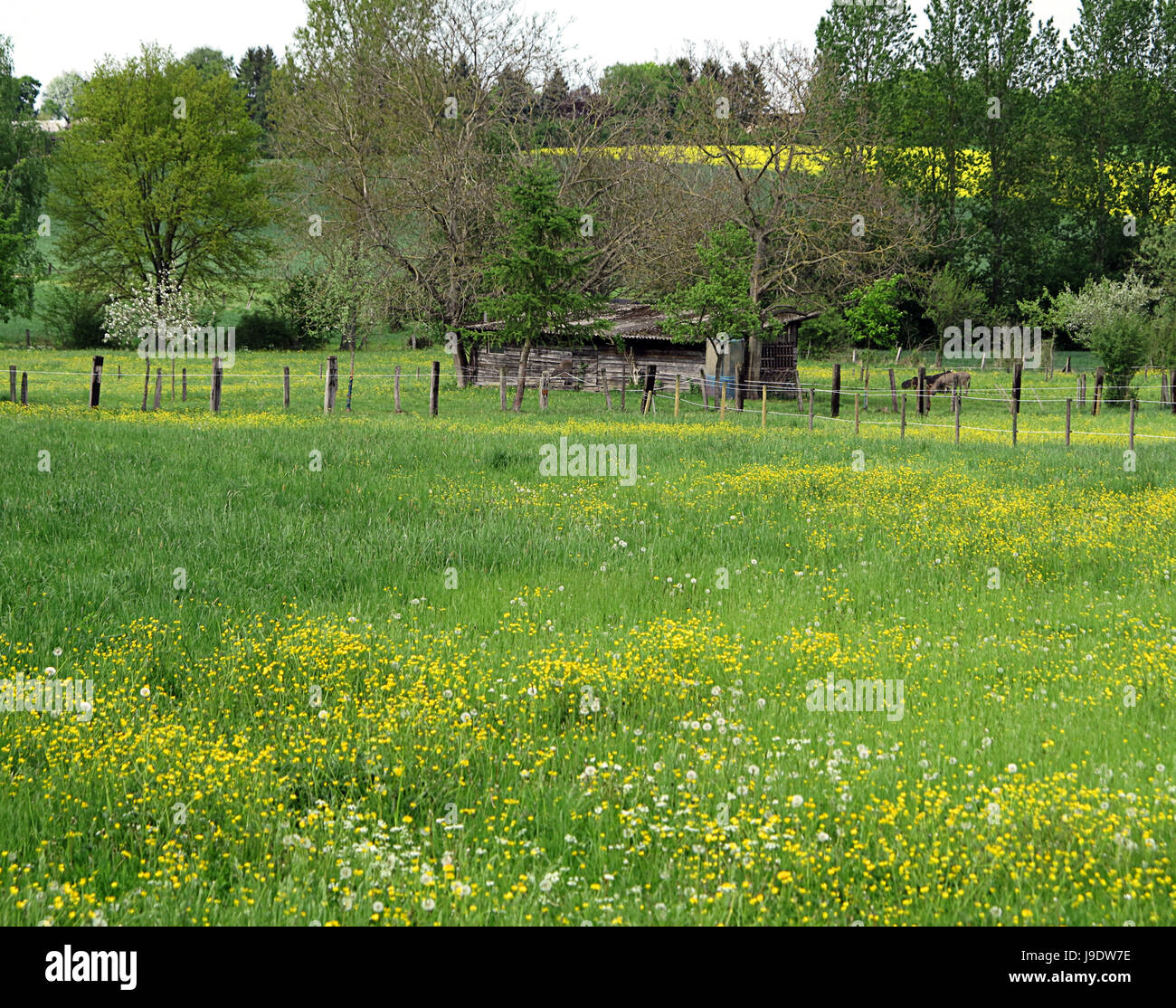 horse, green, agriculture, farming, freshness, spring, dandelion ...