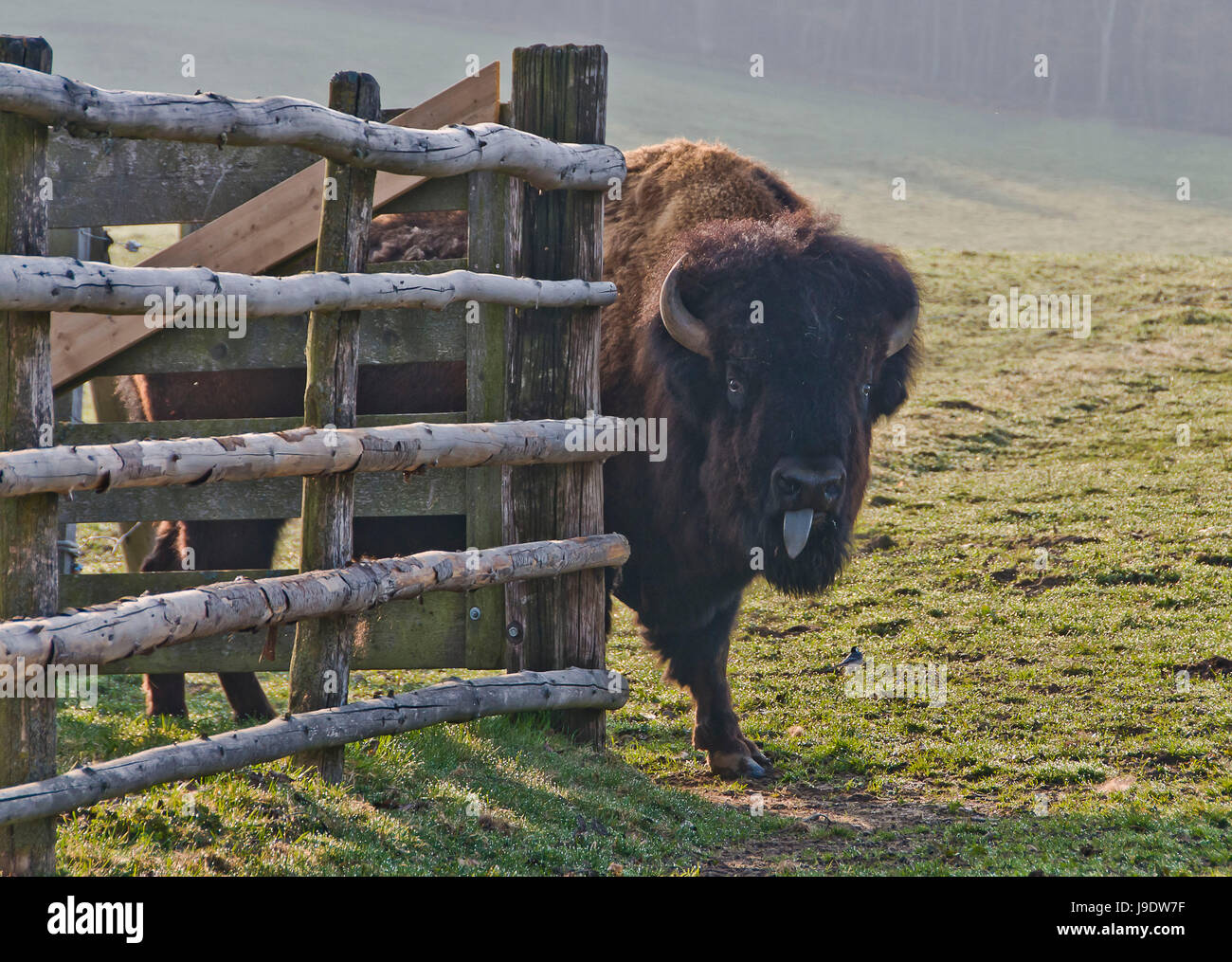 bull, spring, standing, bison, buffalo, willow, big, large, enormous ...