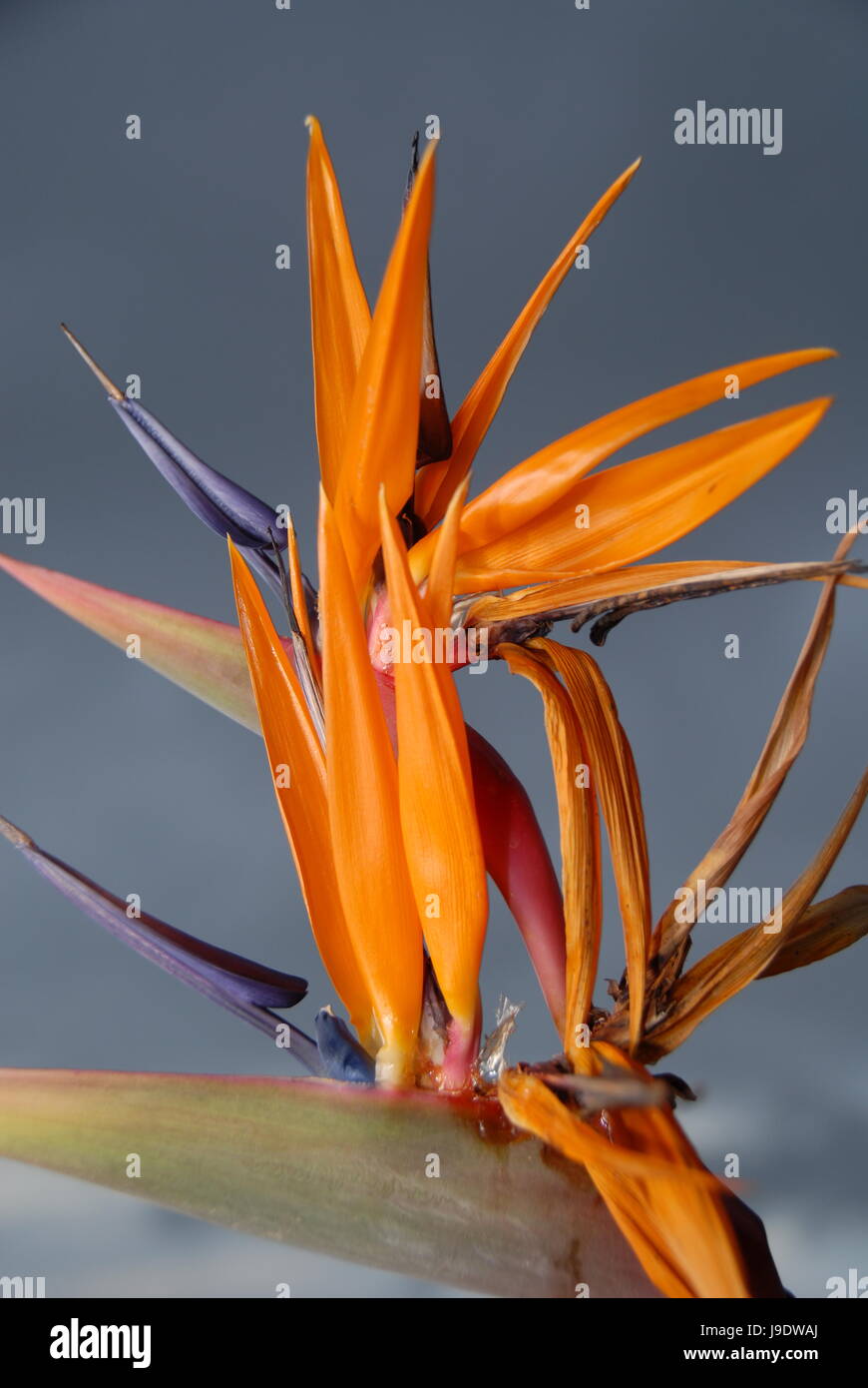 blue, firmament, sky, strelizie, paradiesvogelblume, strelitzie ...