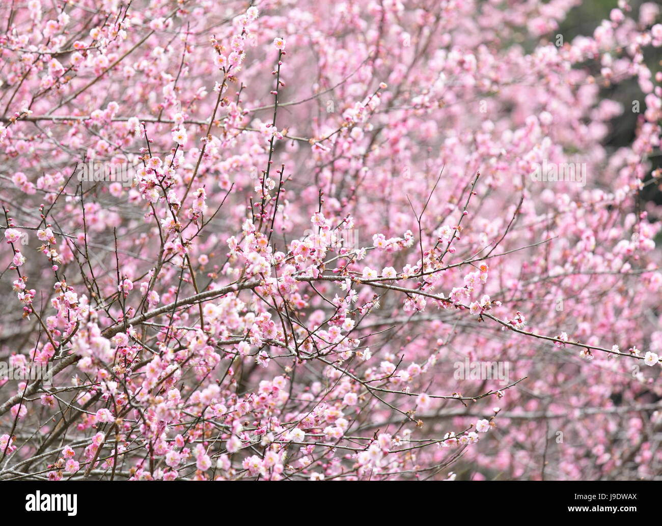 beautiful, beauteously, nice, colour, tree, bloom, blossom, flourish ...