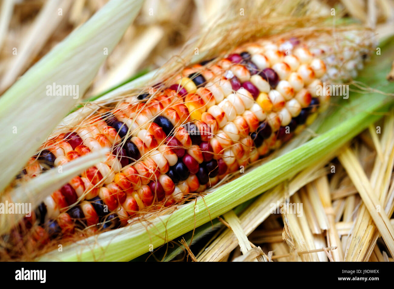 Ear corn indian grain maize colorful hi-res stock photography and ...