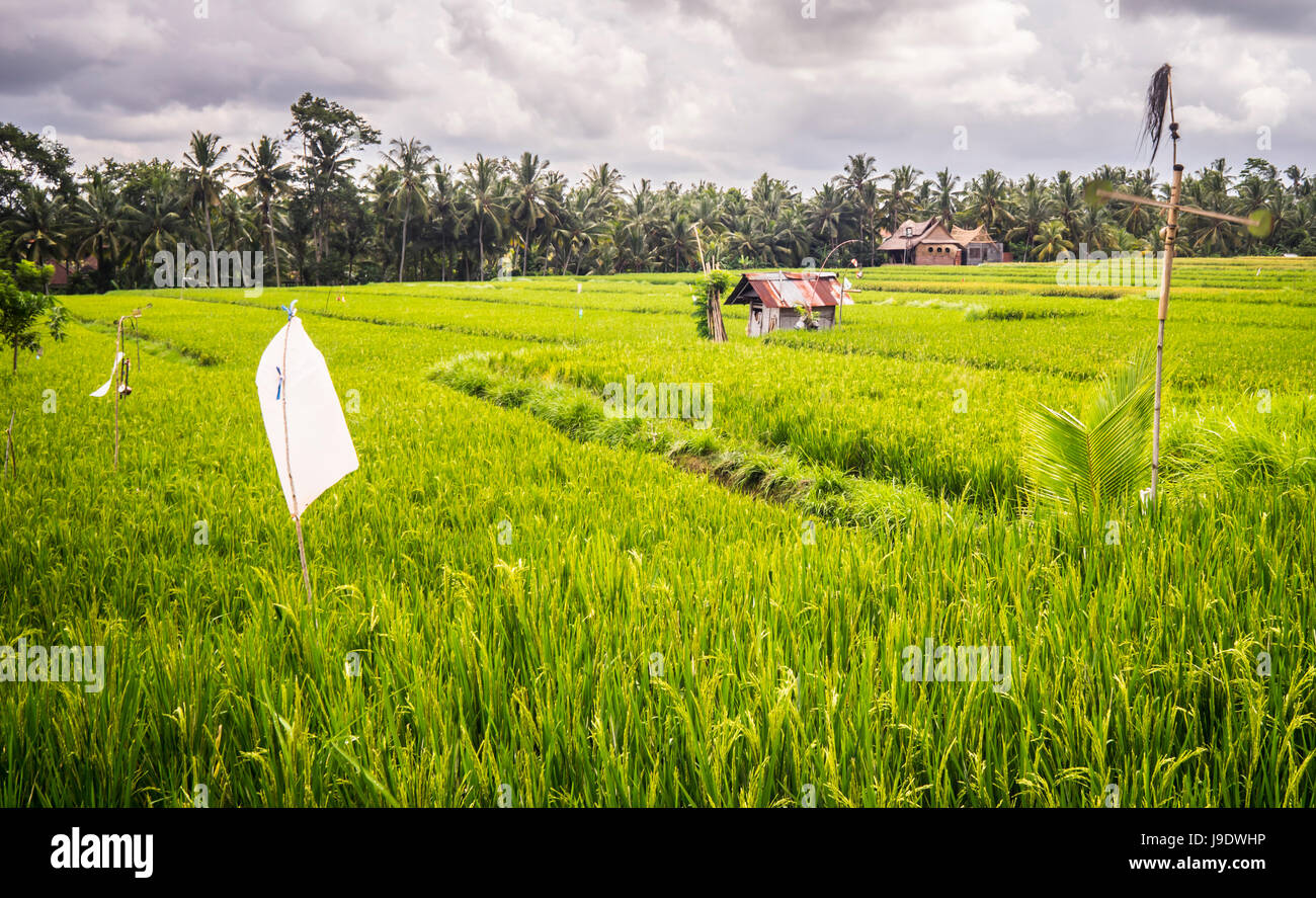 Rice Fields of Ubud Stock Photo - Alamy