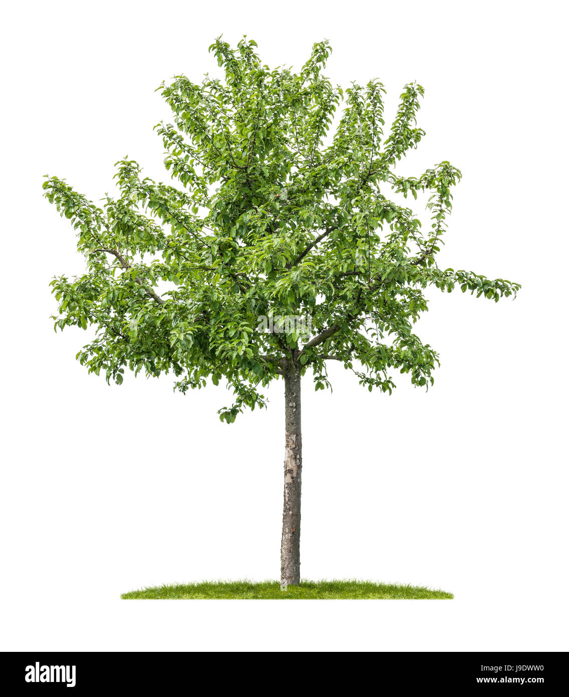 An isolated apple tree on a white background Stock Photo - Alamy