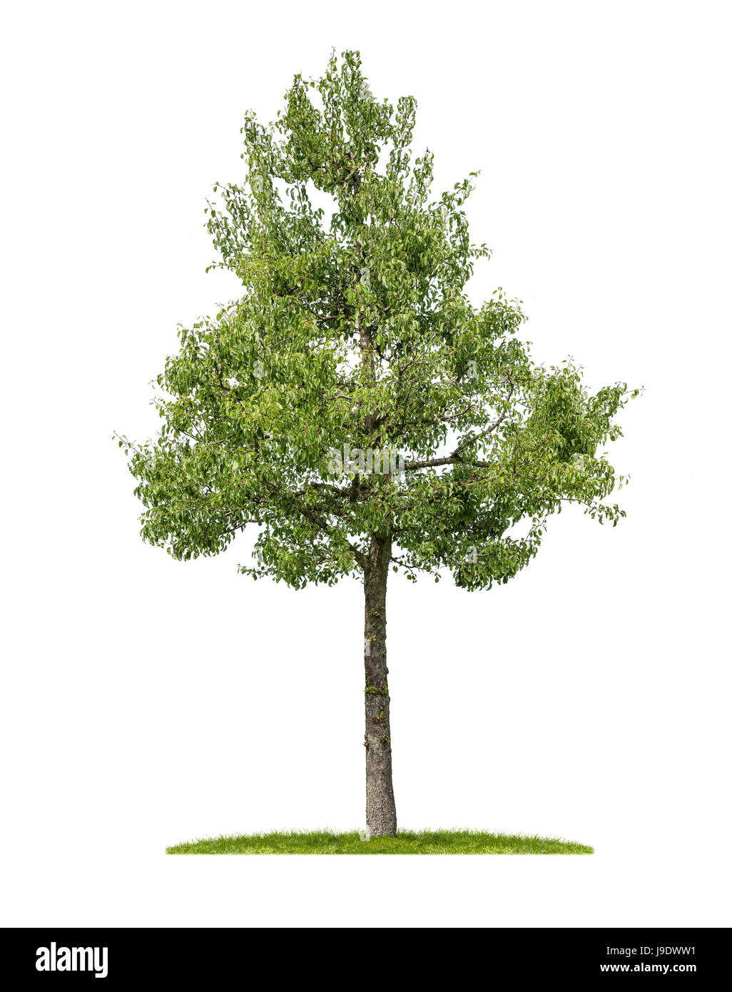 An isolated pear tree on a white background Stock Photo - Alamy