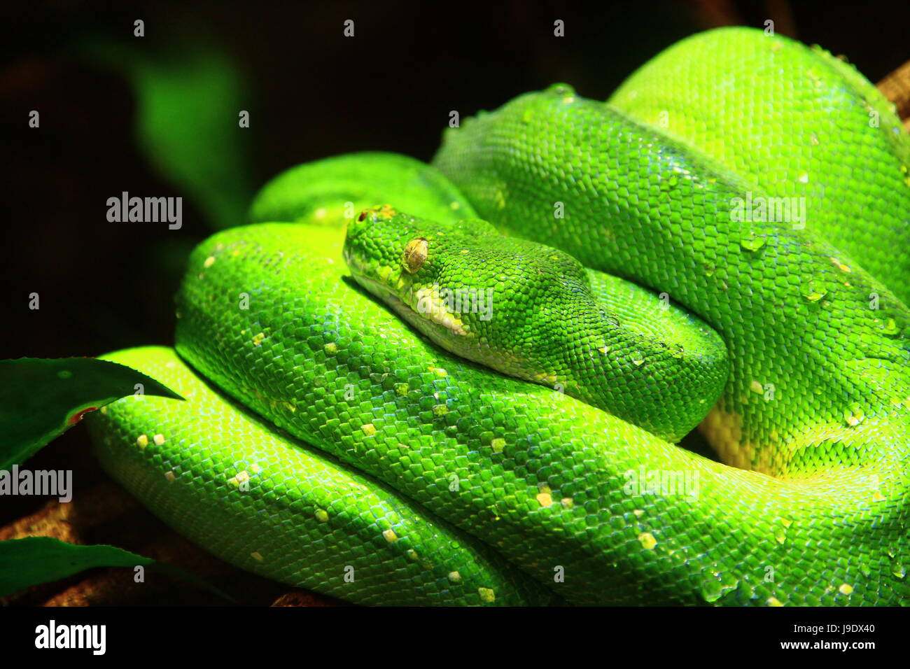 Pythoninae hi-res stock photography and images - Alamy