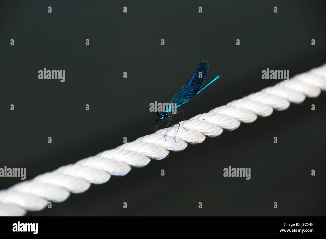 Libelle auf seil hi-res stock photography and images - Alamy