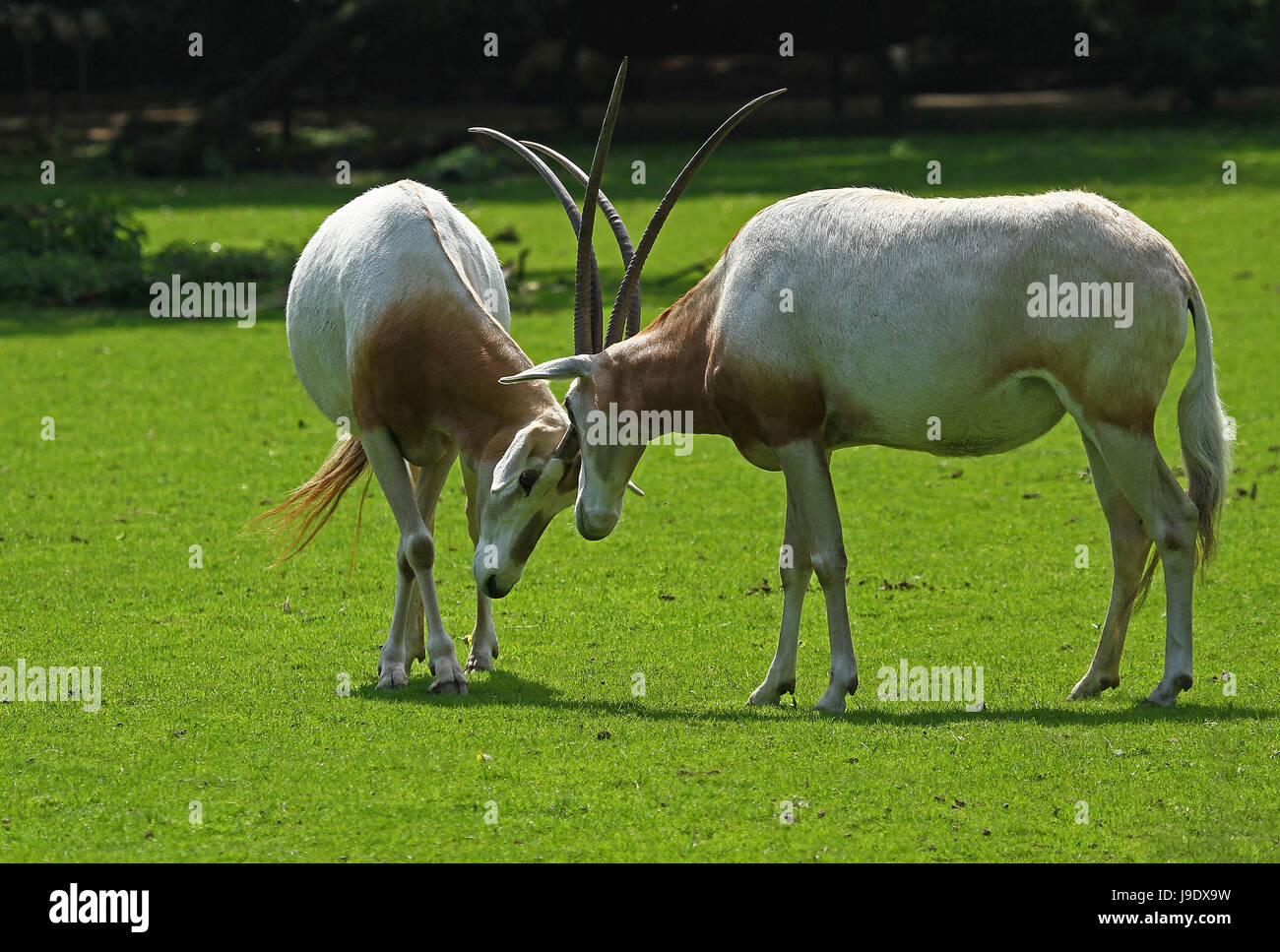 mammal, duo, periled, mauritania, mammal, duo, periled, mauritania ...