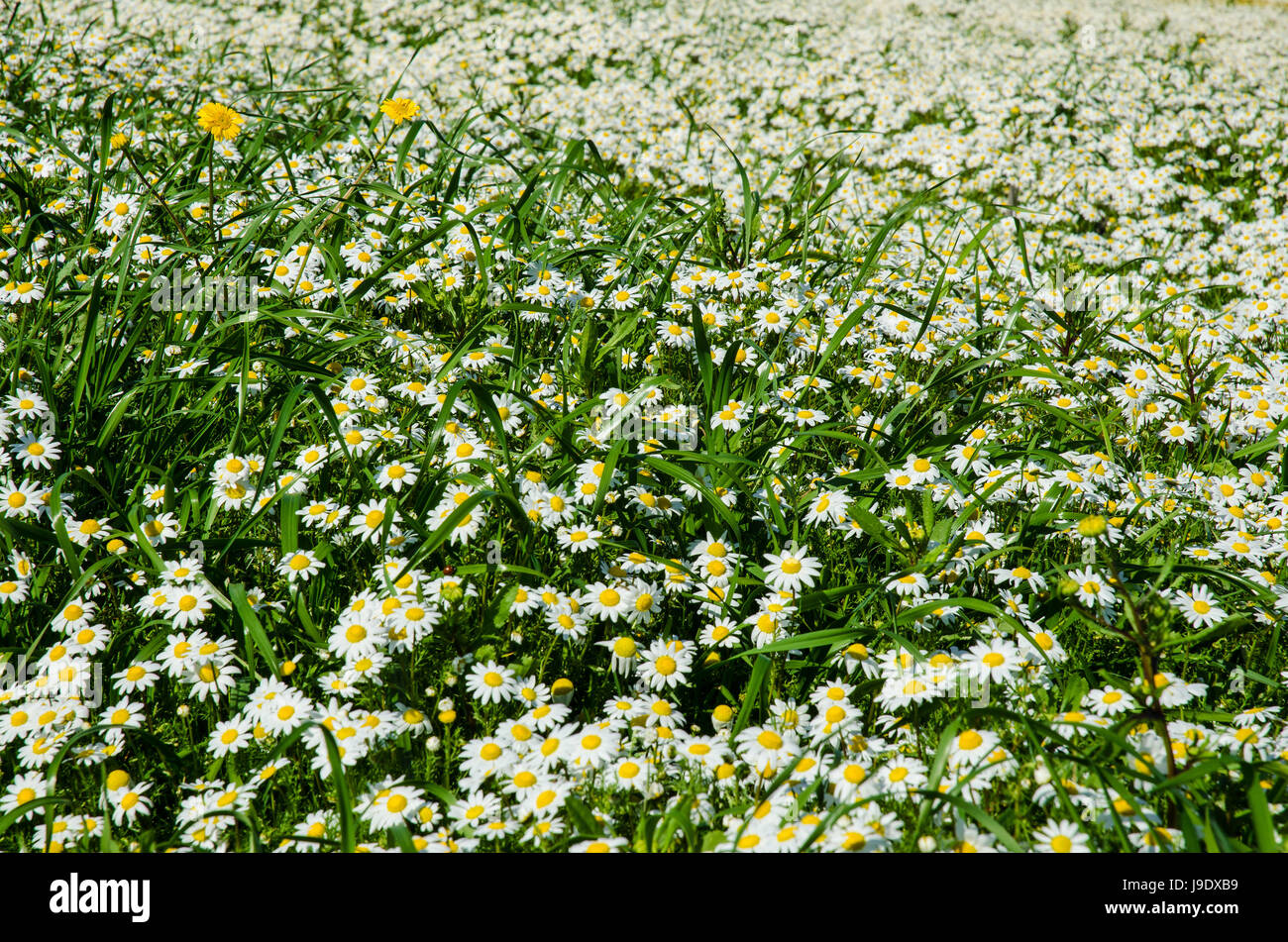 leaf, environment, enviroment, colour, flower, plant, bloom, blossom ...