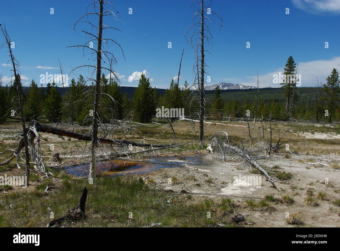 tree, dry, dried up, barren, pelvis, basin, water, tree, cloud, usa ...