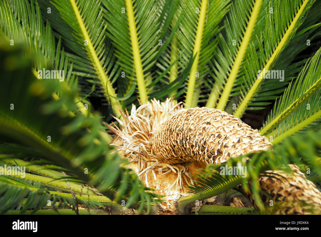 garden, fruit, exotic, rare, cone, gardening, grow, palm, seed, plants ...