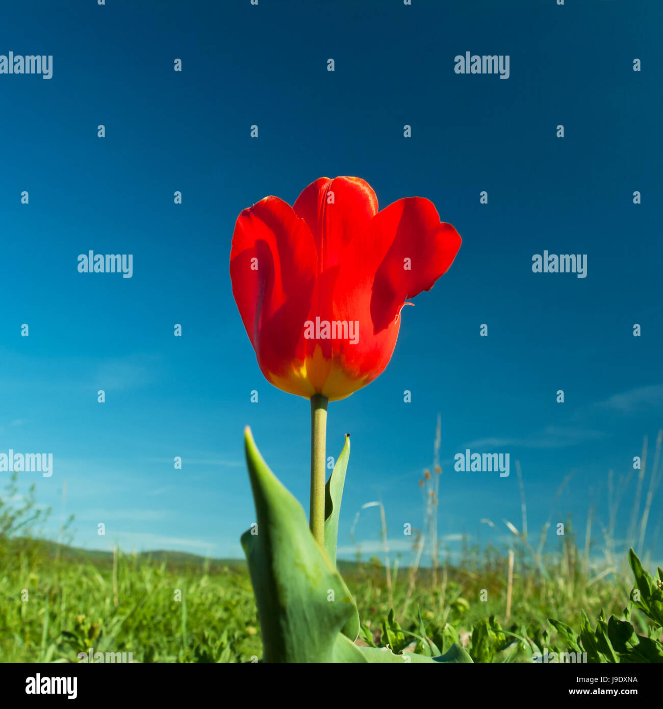tulip meadow lights Stock Photo - Alamy