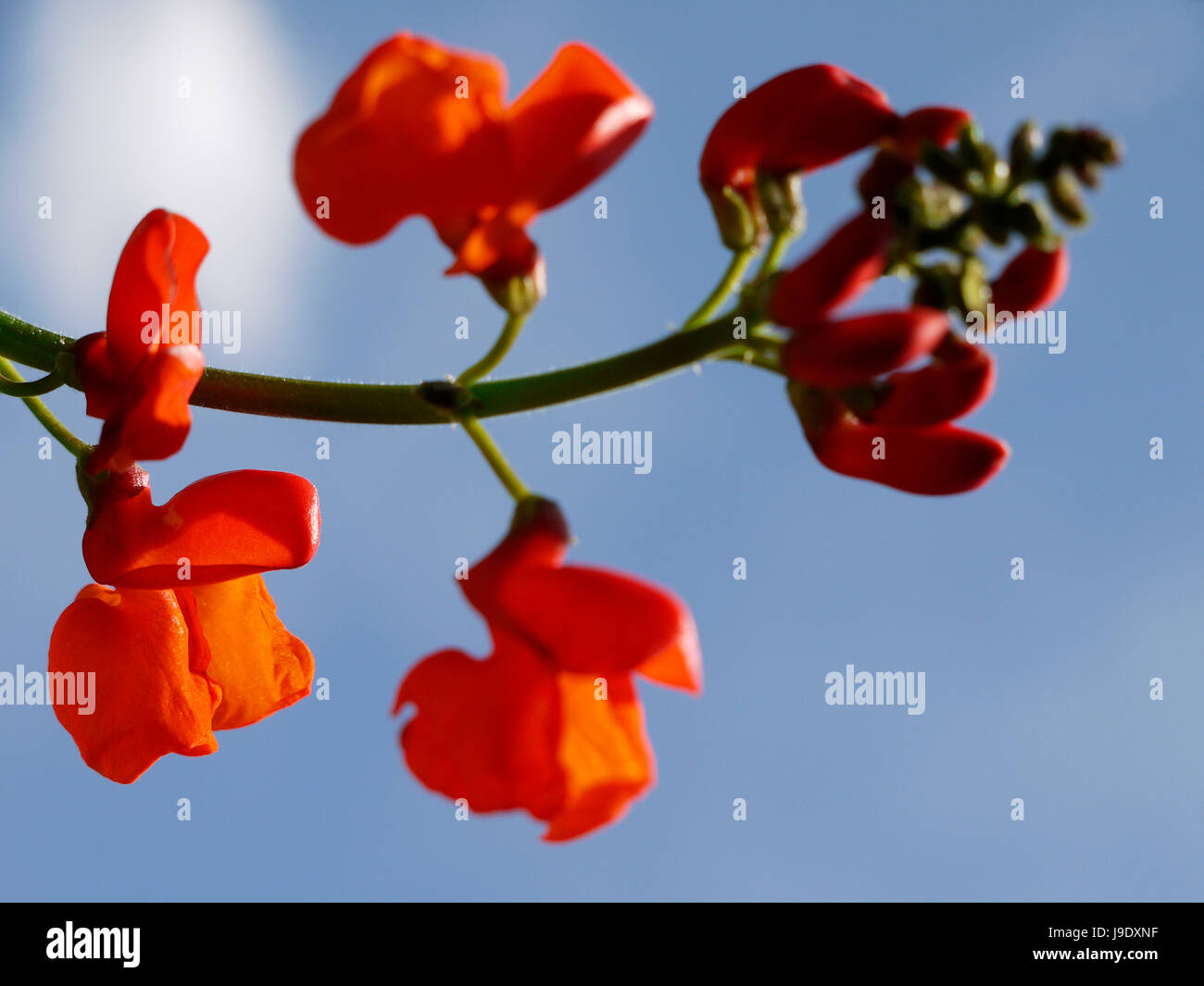 Runner beans plant yellow hi-res stock photography and images - Alamy
