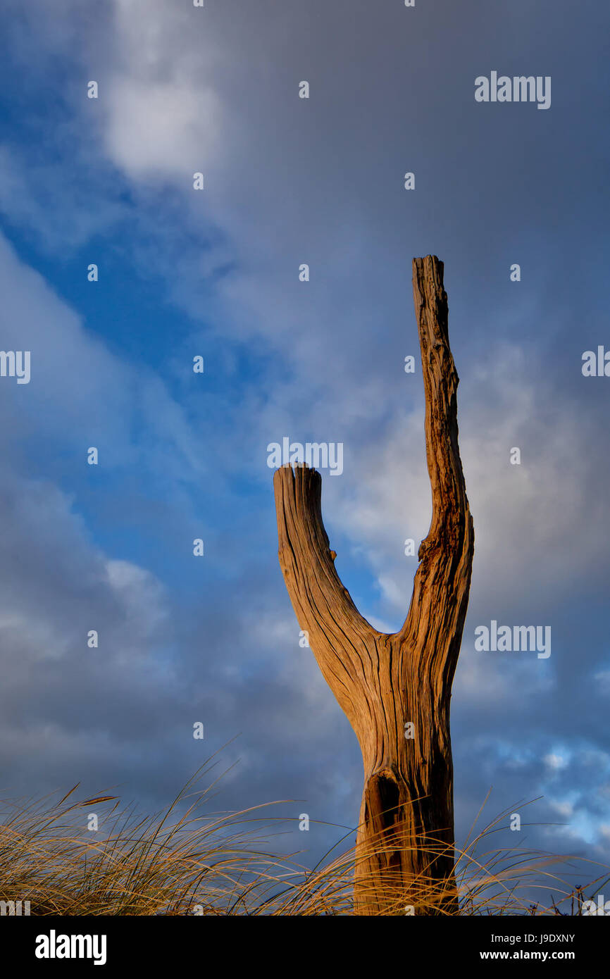 wood, trunk, water, north sea, salt water, sea, ocean, dunes, snag ...