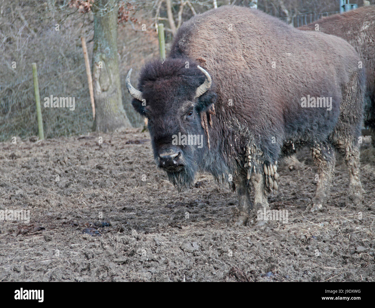 symbolism, hoofed animals, bison, buffalo, strength, force, animal ...