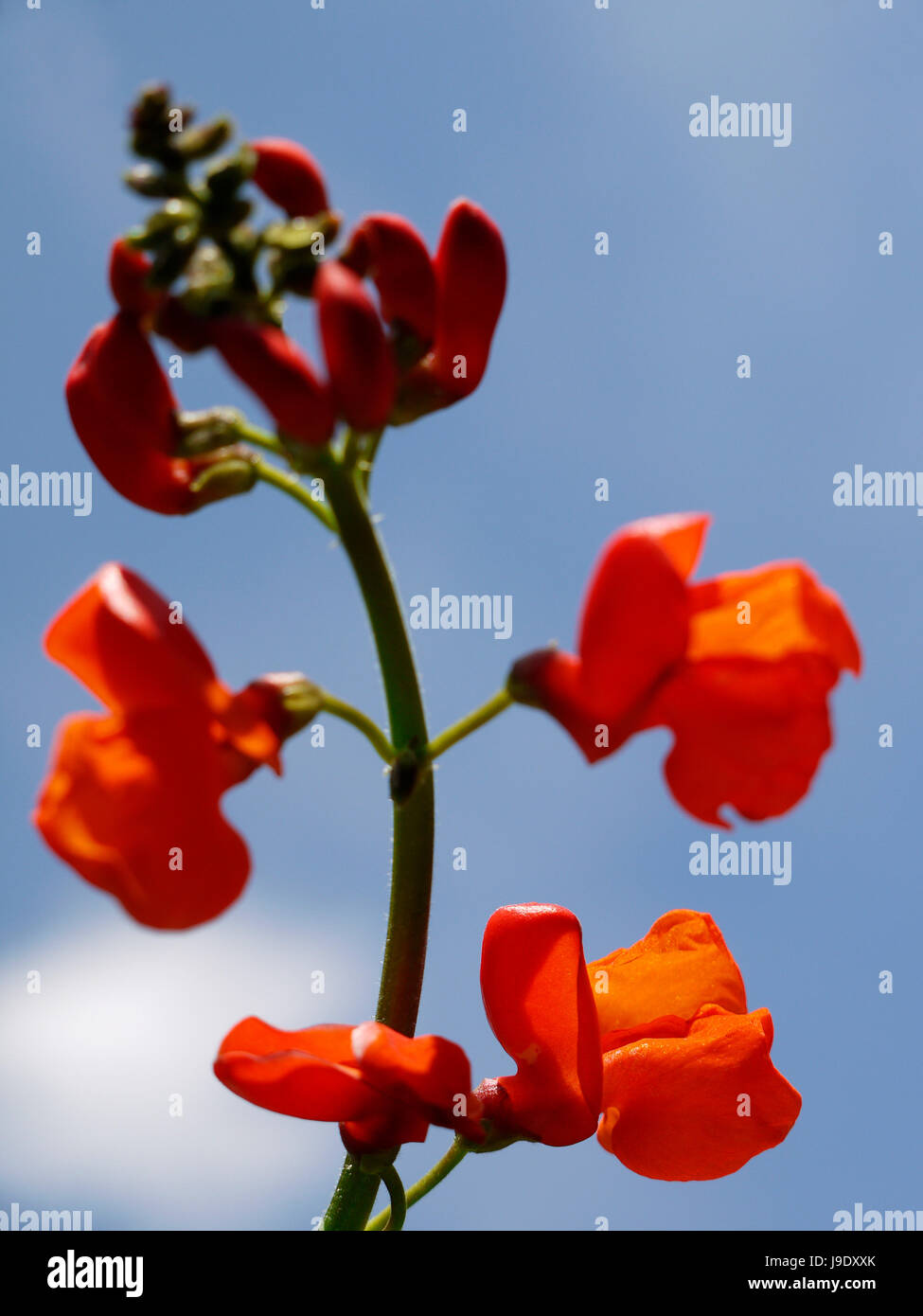 Runner beans plant yellow hi-res stock photography and images - Alamy