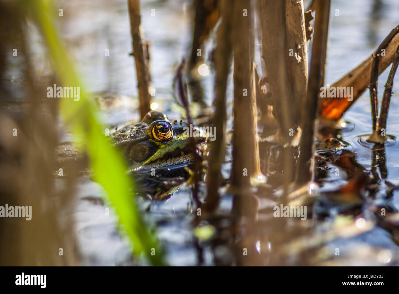 frog, green, eyes, amphibians, frog, fresh water, pond, water, lake ...